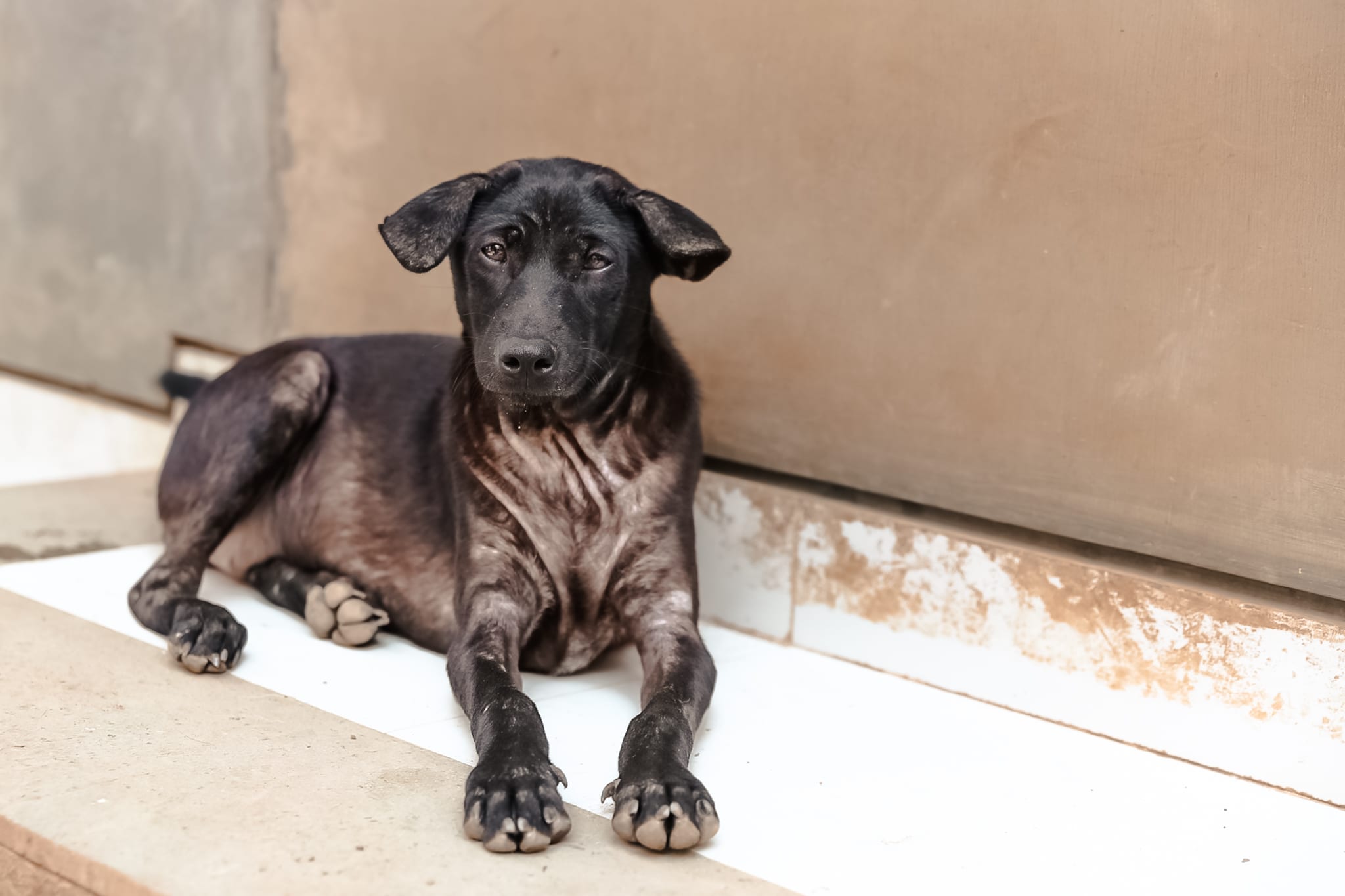 Street Dogs in Bali and How to Help | Simple Joys with Helena Woods